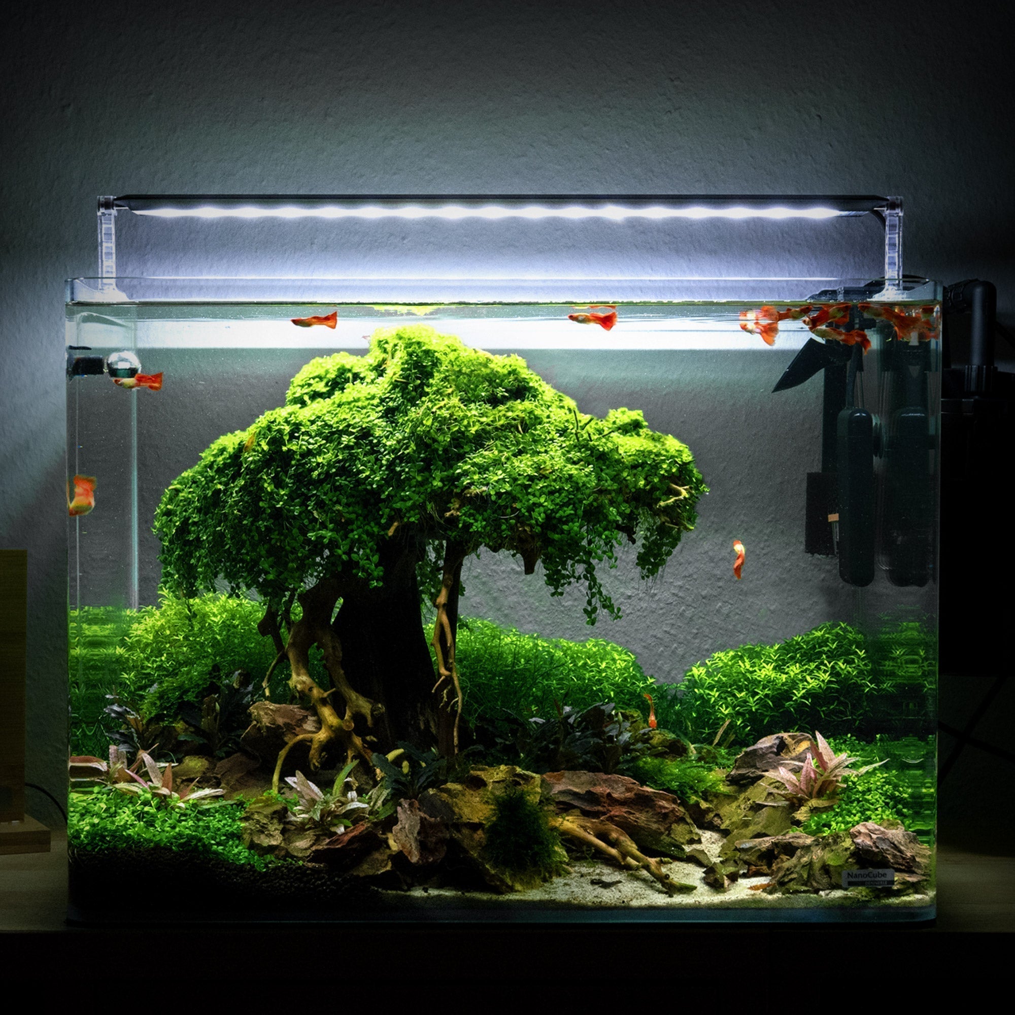Dennerle Bonsai Aquarium im Nano Tank 70L - Aquarium nach Rezept